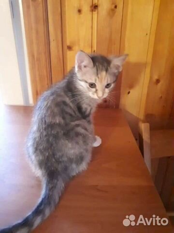 Котята Сима и Стеша