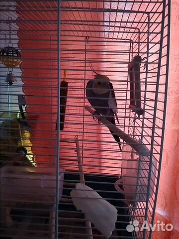 Попугай Корелла