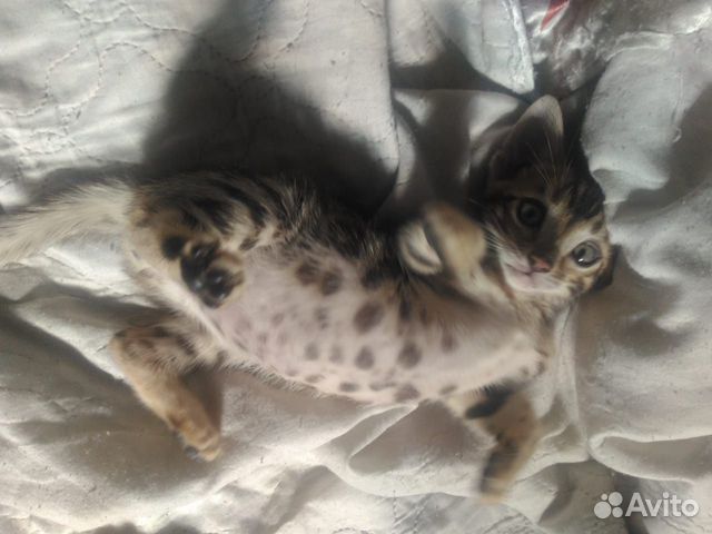 Бенгальские котята