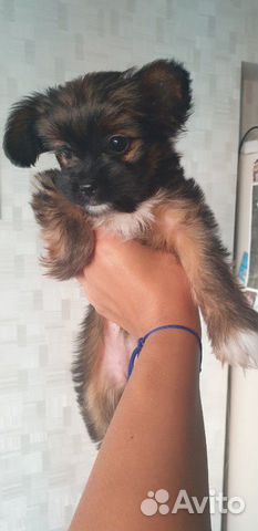 Щенок (йорк+папийон)