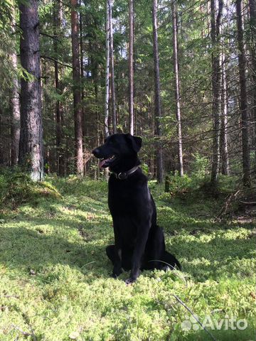 Отдадим собаку