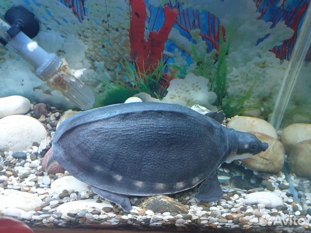 Свинорылая черепаха 23 см