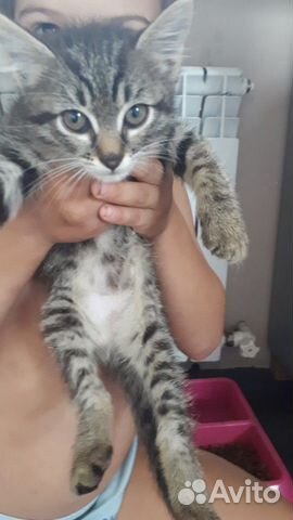 Котенок тигрового окраса