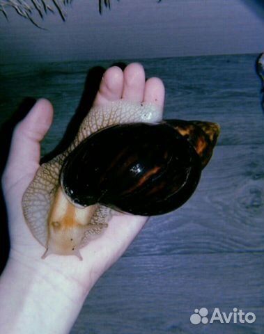 Улитки Ахатина Иммакулята