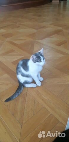 Метисы Мейн-кун