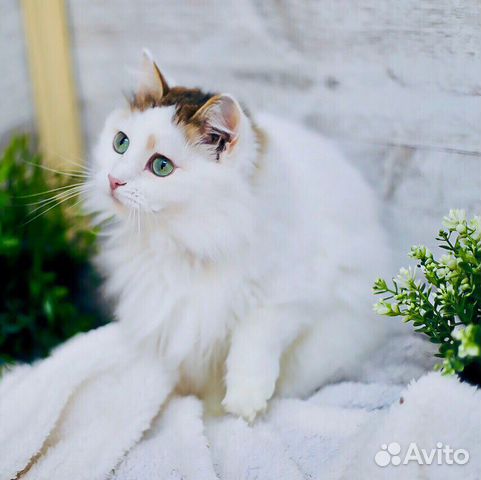 Кошечка Карамелька-пушистая нежность ищет дом