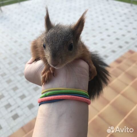 Белка