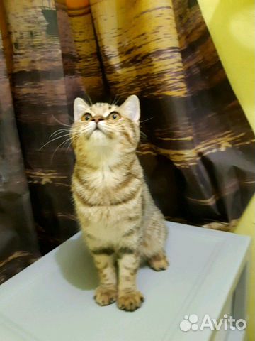 Отдадим котёнка