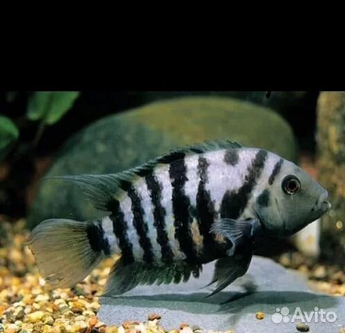 Рыба цихлид