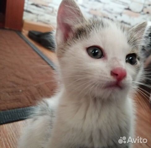 Отдам котёнка в хорошие руки)