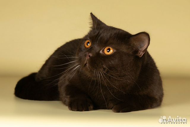 Шикарный шоколадный британец