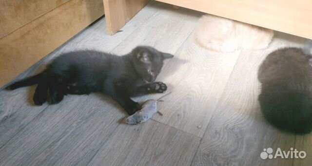 Такие воспитанные охотники всем нужны