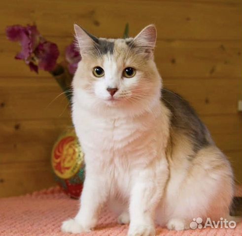 Кошка в добрые руки