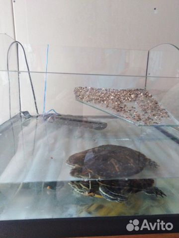 Черепашка +террариум