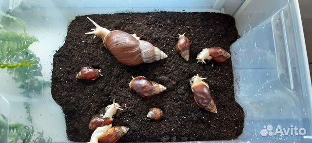 Улитки Ахатины