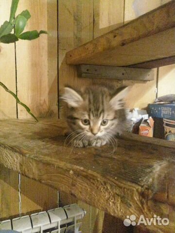Отдам котят 1.5 месяца
