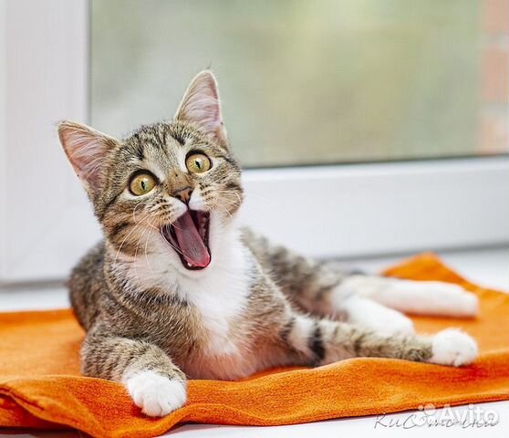 Челси - кошечка в добрые руки