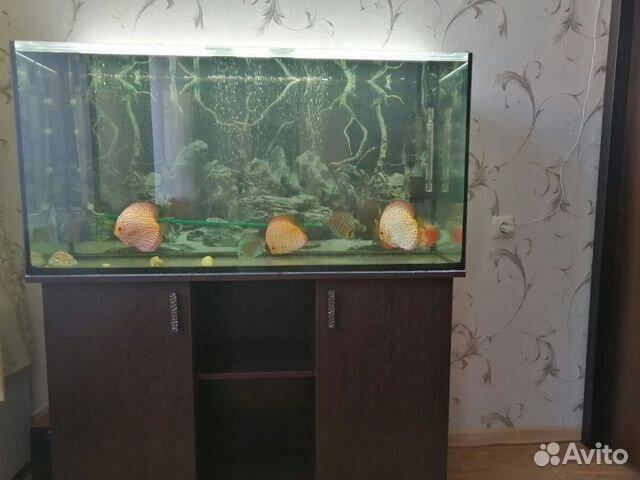 Продаю аквариум с дискусами