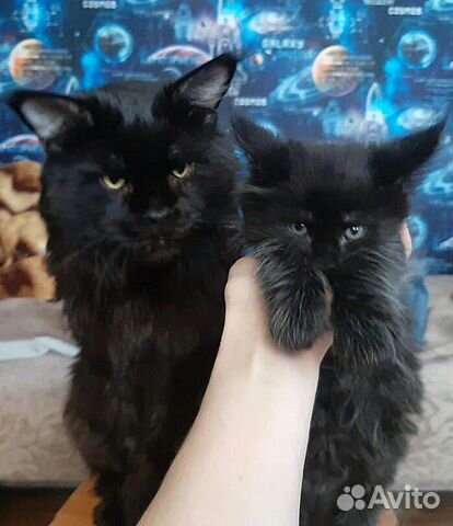 Котята- тигрята. Мейн-куны