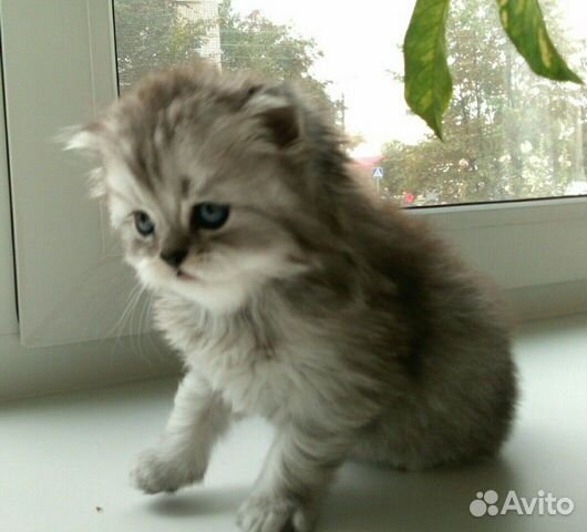 Очаровательный мурлыка