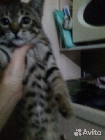 Котёнок