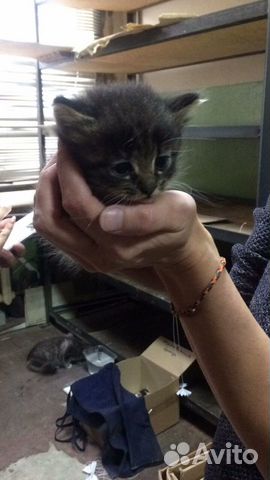 Котята ищут дом