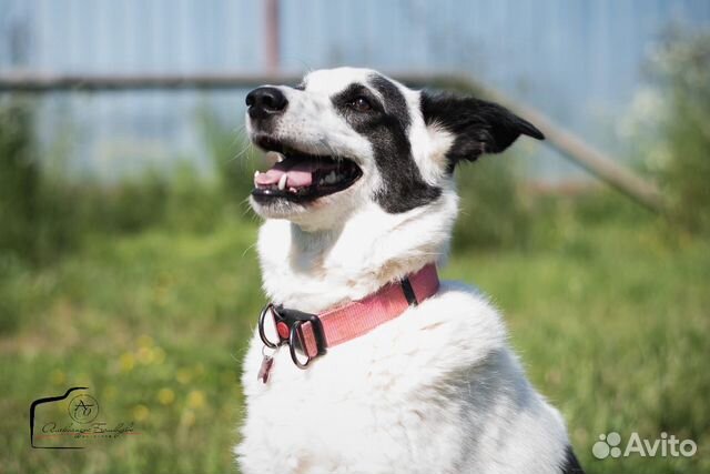 Добрая собака Бусинка