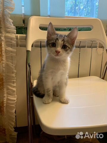 Котёнок породистый - 1,5 месяца