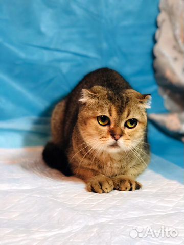 Найден котик ищем хозяина