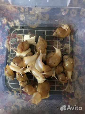 Улитка Ахатина Фулика Альбино