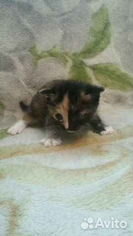 Котята