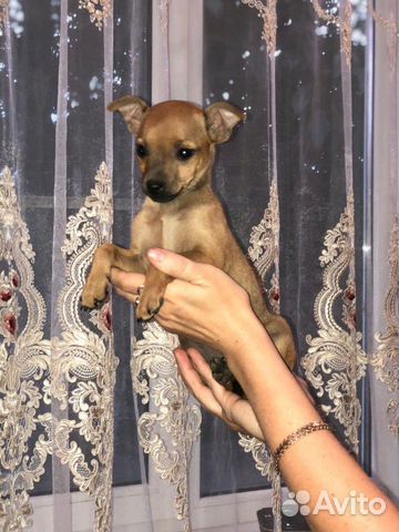 Девочка 2 мес