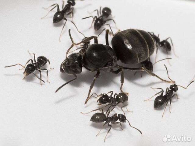 Муравьи Lasius niger