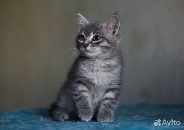 Особенный котенок Маришка