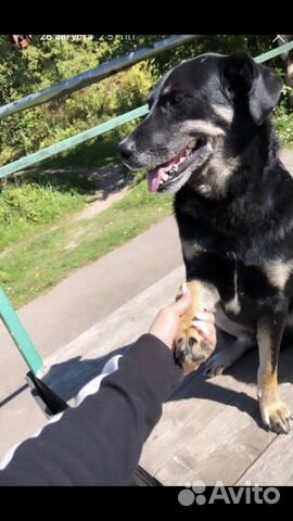 Пропала собака