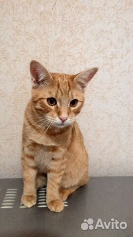 Персей ждет хозяина