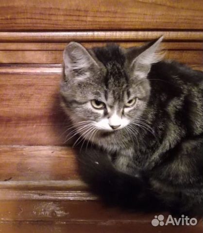Котёнок мраморного окраса