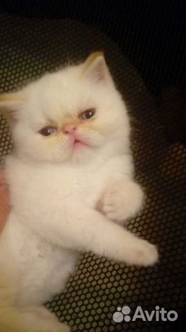 Продаются очаровательные экзоты