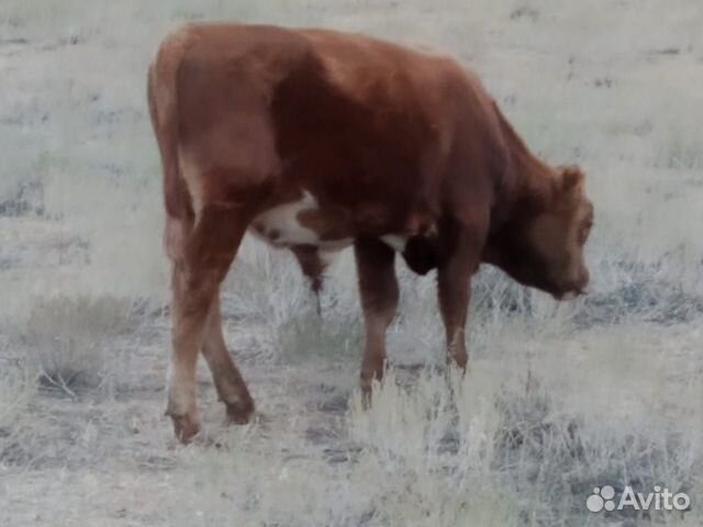 Продаю телок,2016,2017. Бычки 2019
