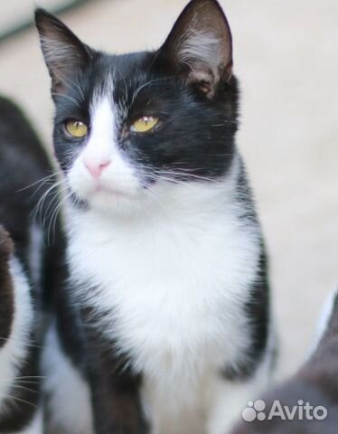 Аристократка Амалия, юная леди с шармом