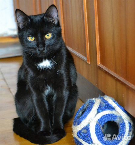 Кошечка с белыми усиками и красивым галстучком