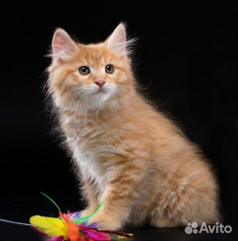 Чистопородные котята-курильчата из питомника