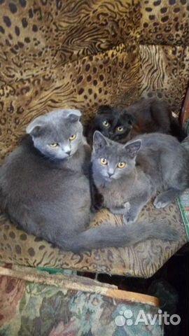 Шотландская вислоухая