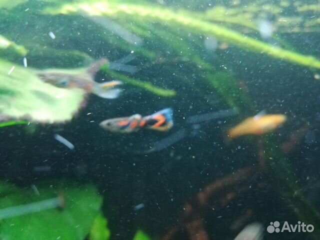 Гуппи эндлера