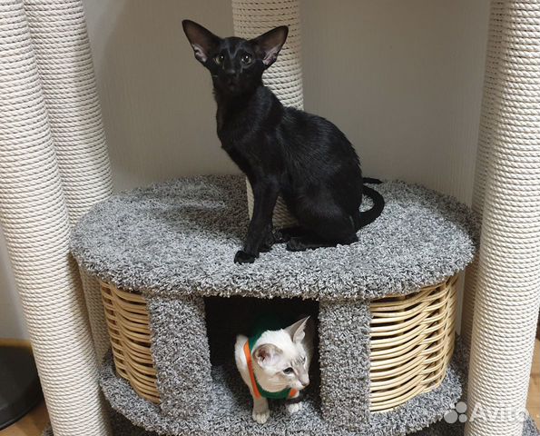 Ориентальные котята