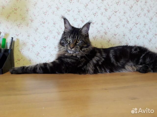 Супер-кот. Кастрат