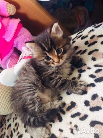 Британский котенок