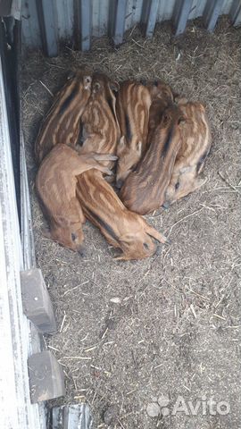 Дикие кабанчики