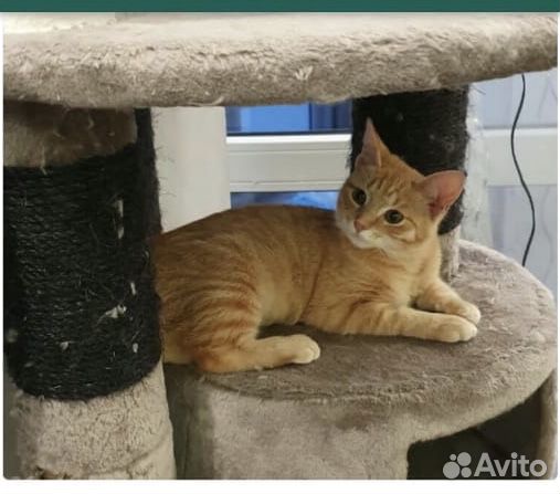 Кошечка Фанта ищет дом