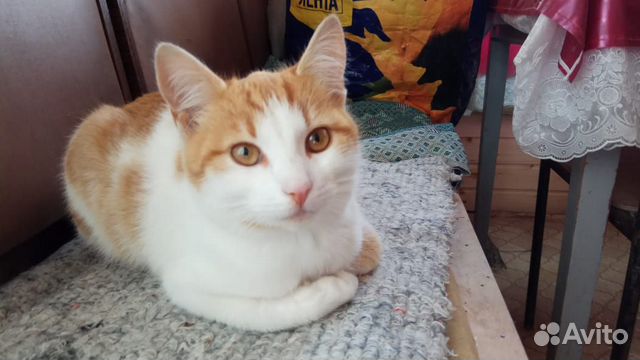 Очаровательный красавец ищет Семью